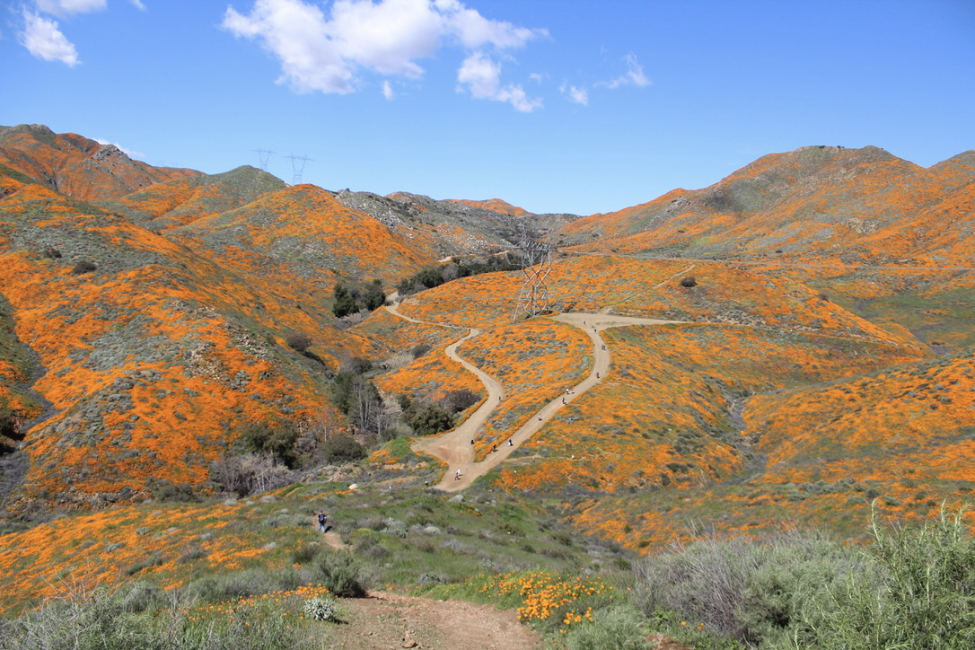 California Poppy Hike - LA Trail Hikers