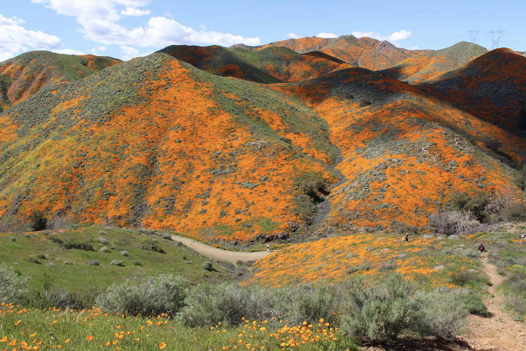 California Poppy Hike - LA Trail Hikers