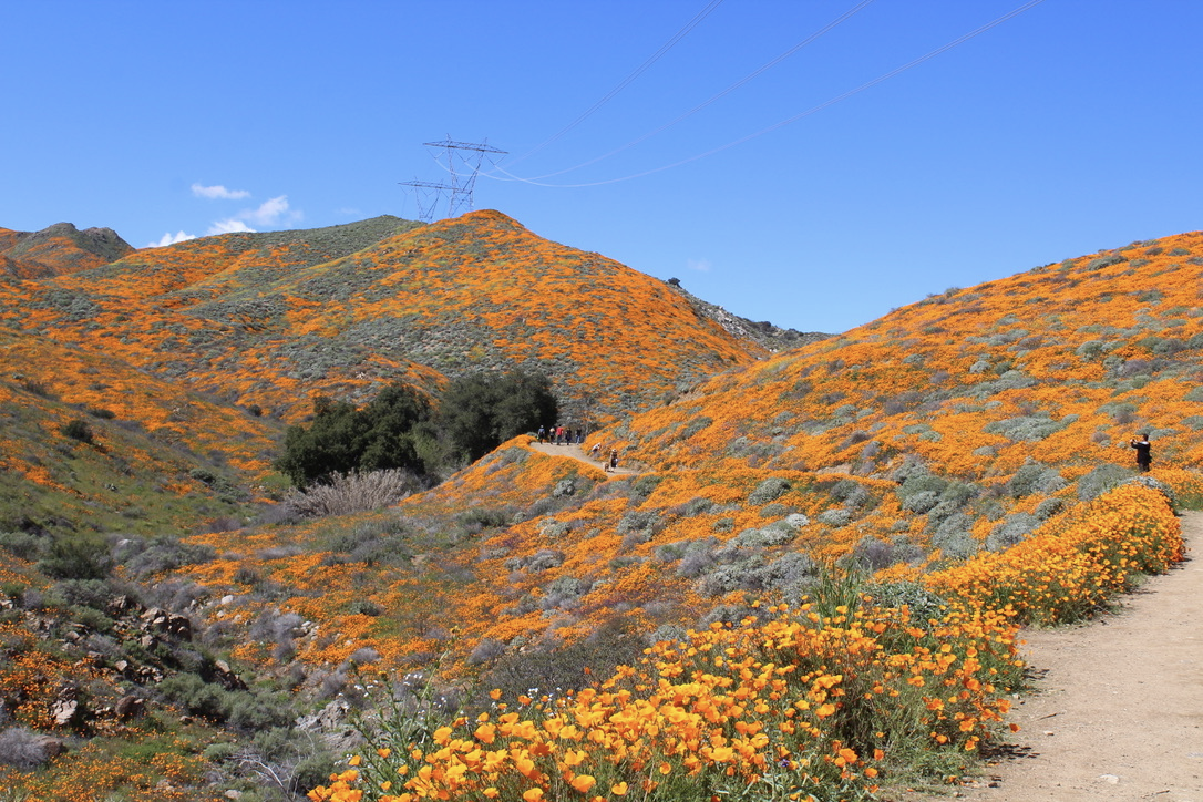 California Poppy Hike - LA Trail Hikers